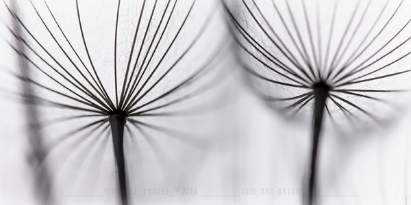 Pissenlit – Clic Art Nature